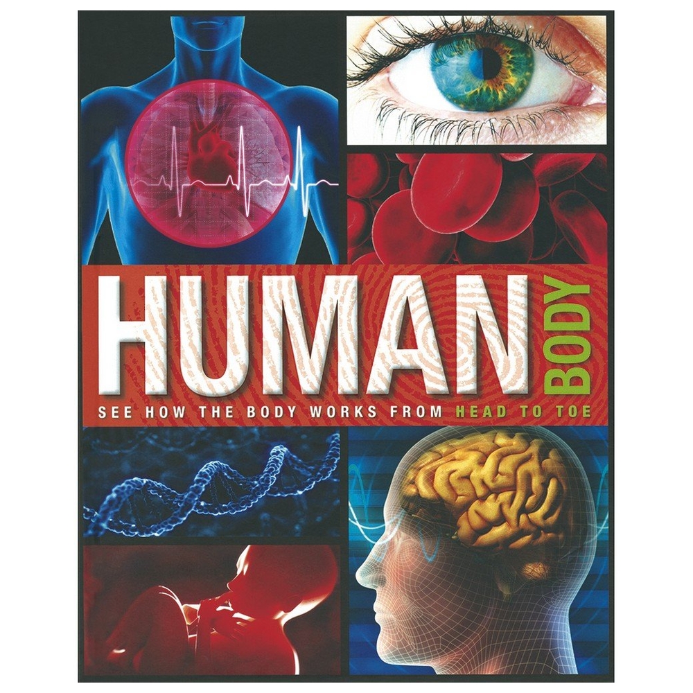 Buy Human Body: See How The Body Works From Head To Toe in UAE | Mumzworld