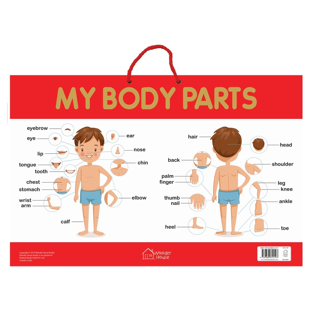Buy My Body Parts - Early Learning Educational Posters For Children in ...