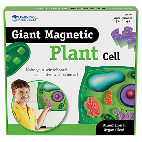 Buy Learning Resources - Giant Magnetic Plant Cell Online | Mumzworld
