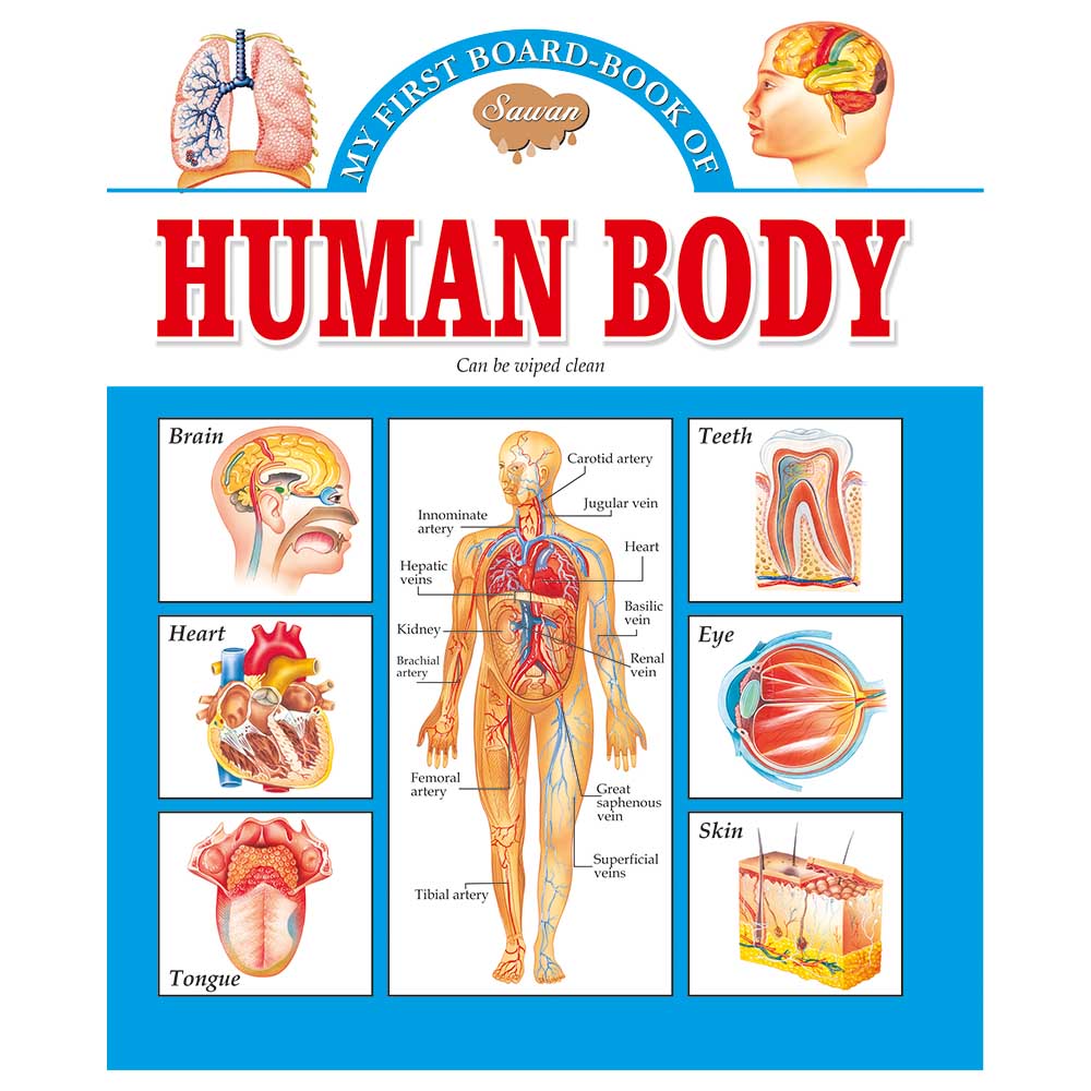Buy Sawan My First Board Book - Human Body in KSA | Mumzworld